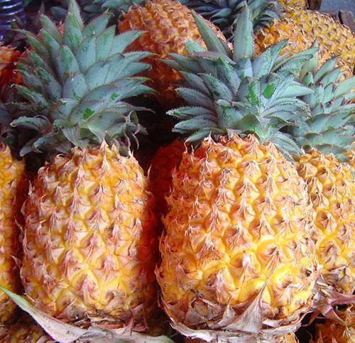 Pineapple - species, varieties, exotic fruit, decorative pineapple ...