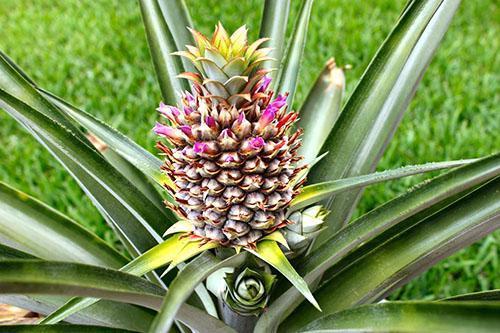 Ananas - waar het groeit, de oorsprong van hoe het bloeit, foto's, video's