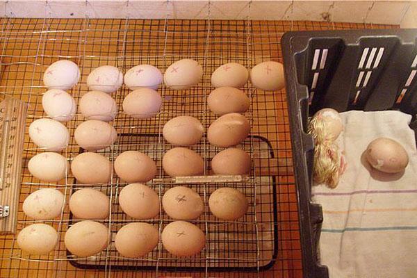 Izvaljivanje pilića u inkubatoru kod kuće - tablica inkubacije, vlaga i ...