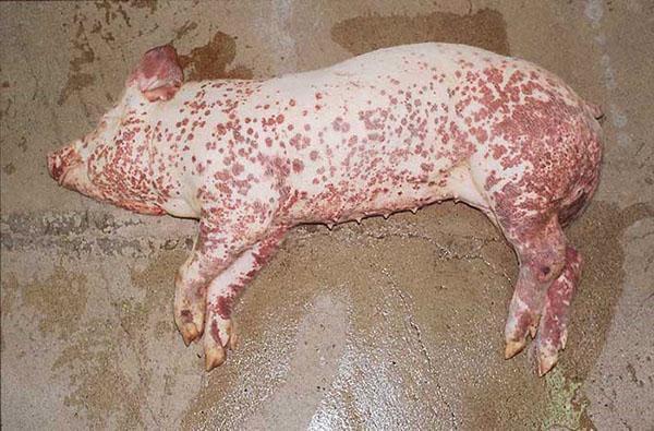 Pig erysipelas - symptoms and treatment, is it possible to eat meat ...
