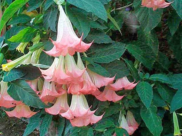 Daturos žiedas, nuodingas augalas, Indijos ir paprastojo dopingo ...