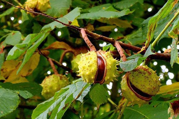 Chestnut tree - photo and description, planting and care, leaf diseases ...