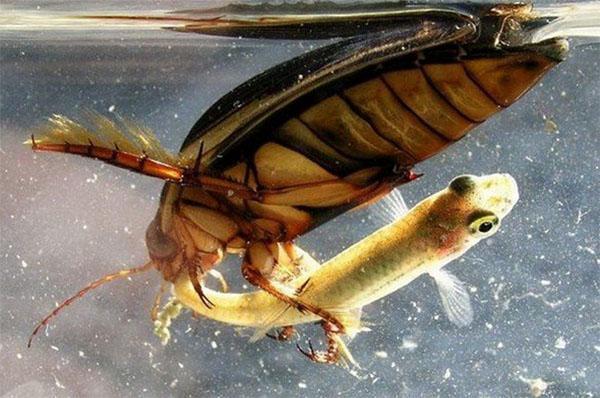 Escarabajo nadador: lo que come, dónde vive, foto con descripción, video