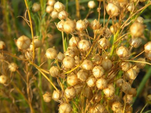 What flax looks like: description of the plant, flowering and fruiting ...