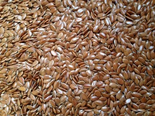 What flax looks like: description of the plant, flowering and fruiting ...