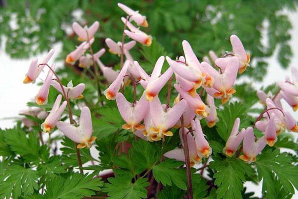 Growing dicenters in the open field, breeding methods, video