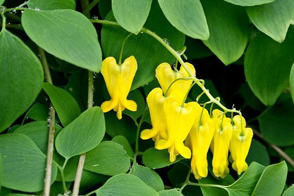 Growing dicenters in the open field, breeding methods, video