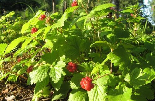 Kde roste princova bobule, jak vypadá a co miluje, video