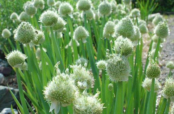 The benefits and harms of Batun onions - properties, pickled Batun ...