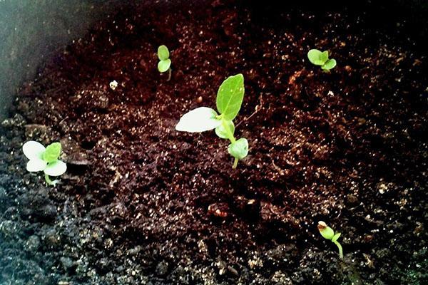 Rowan propagation methods by cuttings, seeds, grafting, video