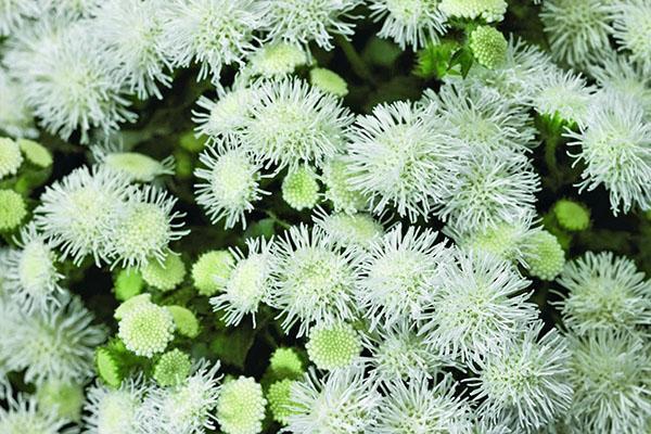 Types and varieties of ageratum - undersized, dwarf, video
