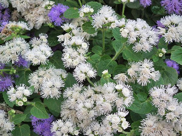 Types and varieties of ageratum - undersized, dwarf, video