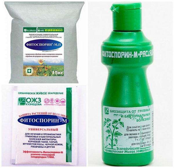 Fitosporin M: instrucciones de uso, vida útil, video