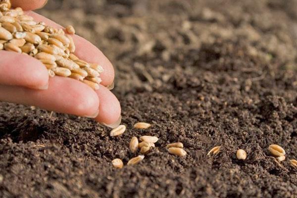 Culture de seigle - dates de semis, soins, récolte, vidéo