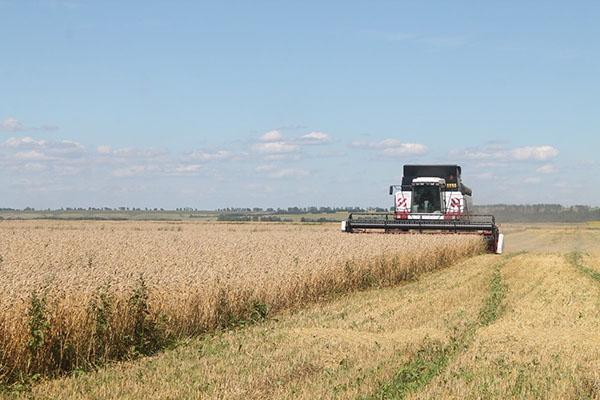 Culture de seigle - dates de semis, soins, récolte, vidéo