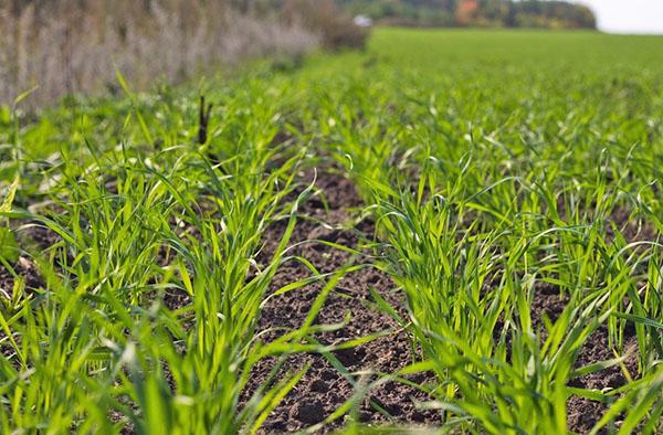 Culture de seigle - dates de semis, soins, récolte, vidéo
