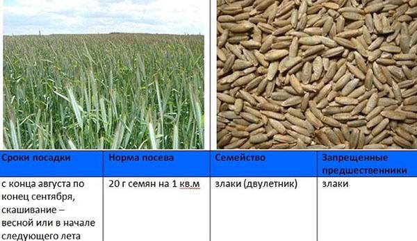 Culture de seigle - dates de semis, soins, récolte, vidéo
