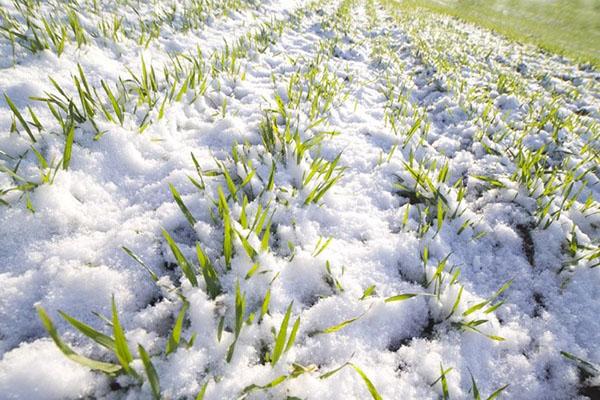 Culture de seigle - dates de semis, soins, récolte, vidéo