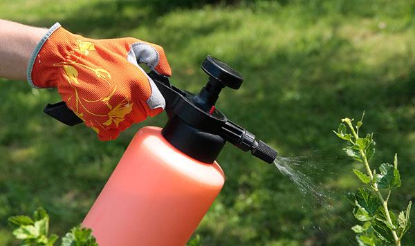 Abiga pīķa - lietošanas instrukcija dažādiem augiem, video