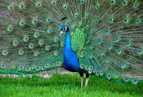 Peacock Breeds - Common, Javanese, Congolese, Video