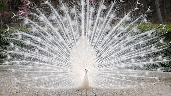 Pasmine pauna - uobičajene, javanske, kongoanske, video