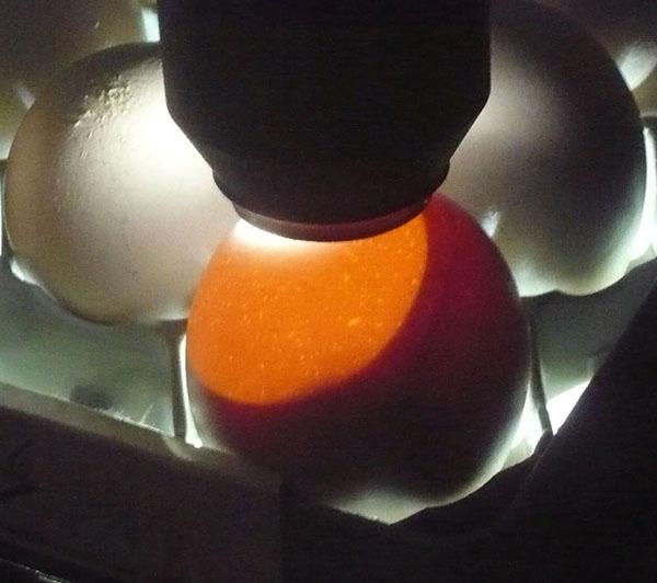 How to use an ovoscope to check eggs, types of device, video