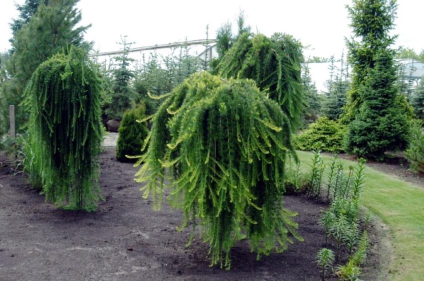 What is pendula, species features, representatives