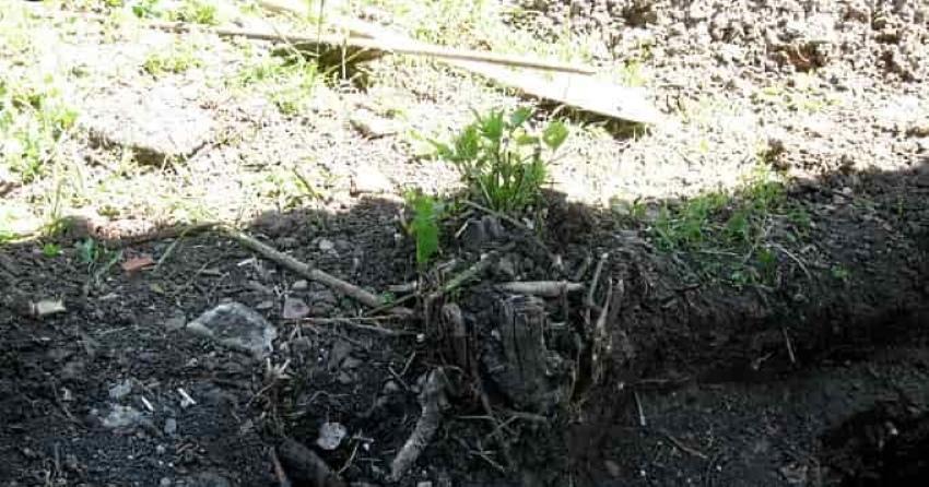 How to get rid of irgi roots on the site, folk remedies, chemistry