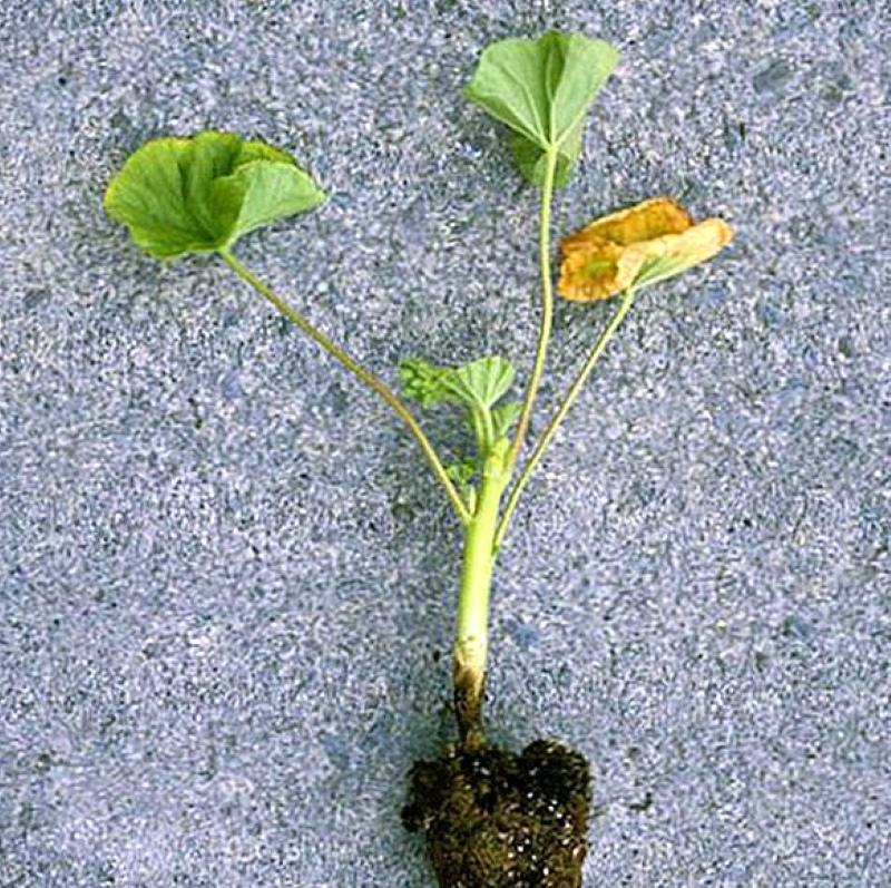 Geranium diseases and their treatment with photos, viral and fungal