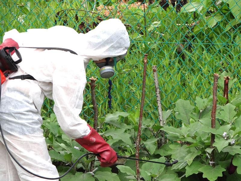 Fungicide Topsin M - instructions for use for different plants