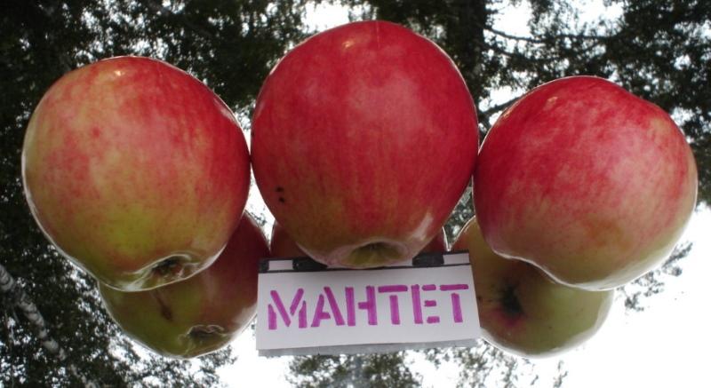 Apple Mantet, plodná a brzy rostoucí letní odrůda