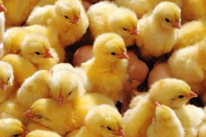 Hubbard chickens - features of a broiler, rules for growing chickens