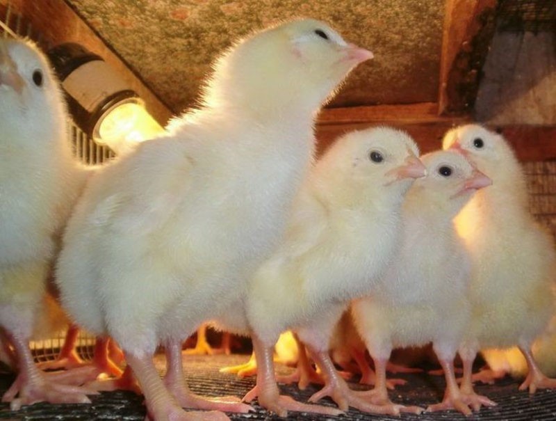 Hubbard chickens - features of a broiler, rules for growing chickens