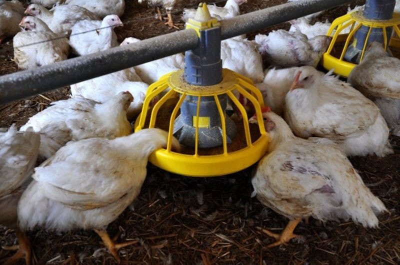 Hubbard chickens - features of a broiler, rules for growing chickens