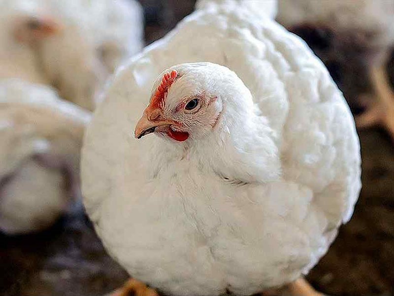 Hubbard chickens - features of a broiler, rules for growing chickens