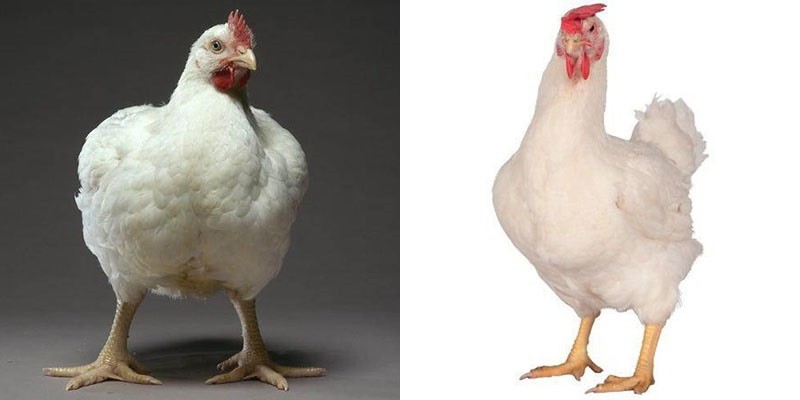 Hubbard chickens - features of a broiler, rules for growing chickens