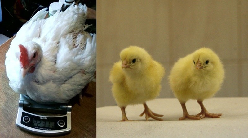 Hubbard chickens - features of a broiler, rules for growing chickens