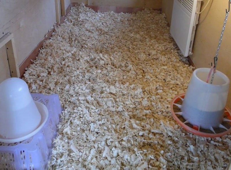 Hubbard chickens - features of a broiler, rules for growing chickens