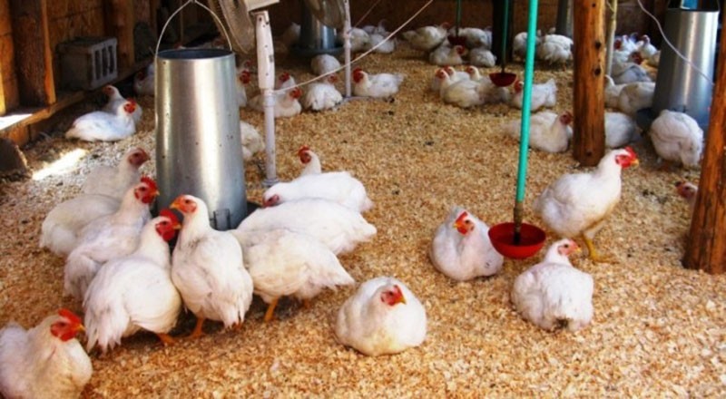 Hubbard chickens - features of a broiler, rules for growing chickens