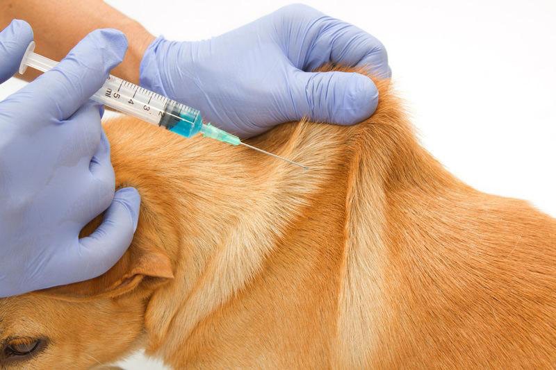 Gebrauchsanweisung für das Tierarzneimittel Catosal für Tiere