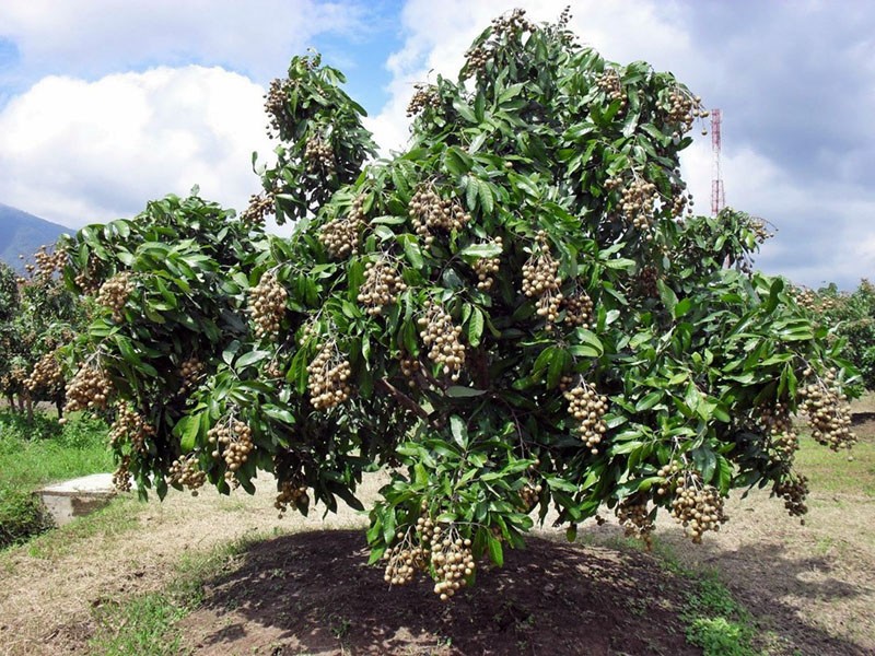 Growing longan fruit at home from a bone, care