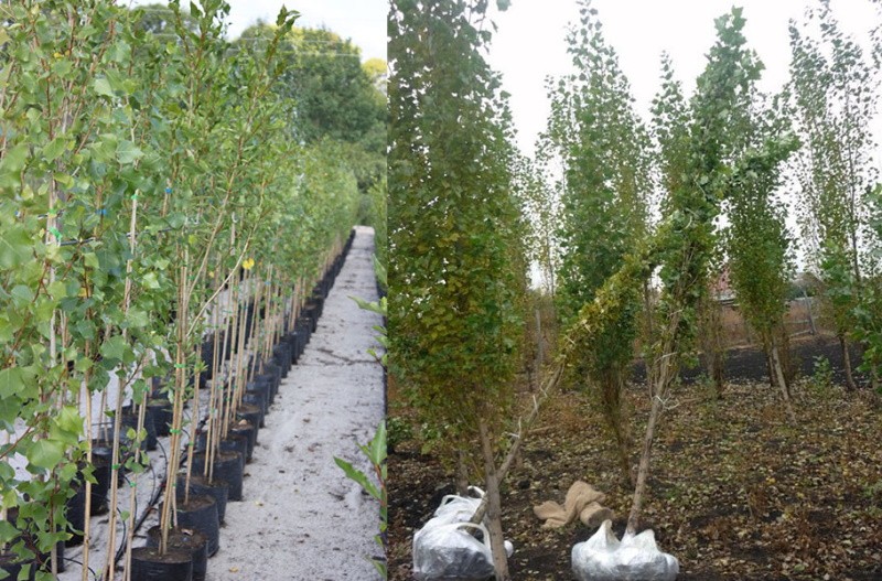 Cómo cultivar álamo piramidal a partir de esquejes o semillas, cuidado