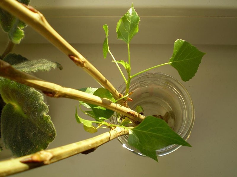 Cómo cultivar álamo piramidal a partir de esquejes o semillas, cuidado